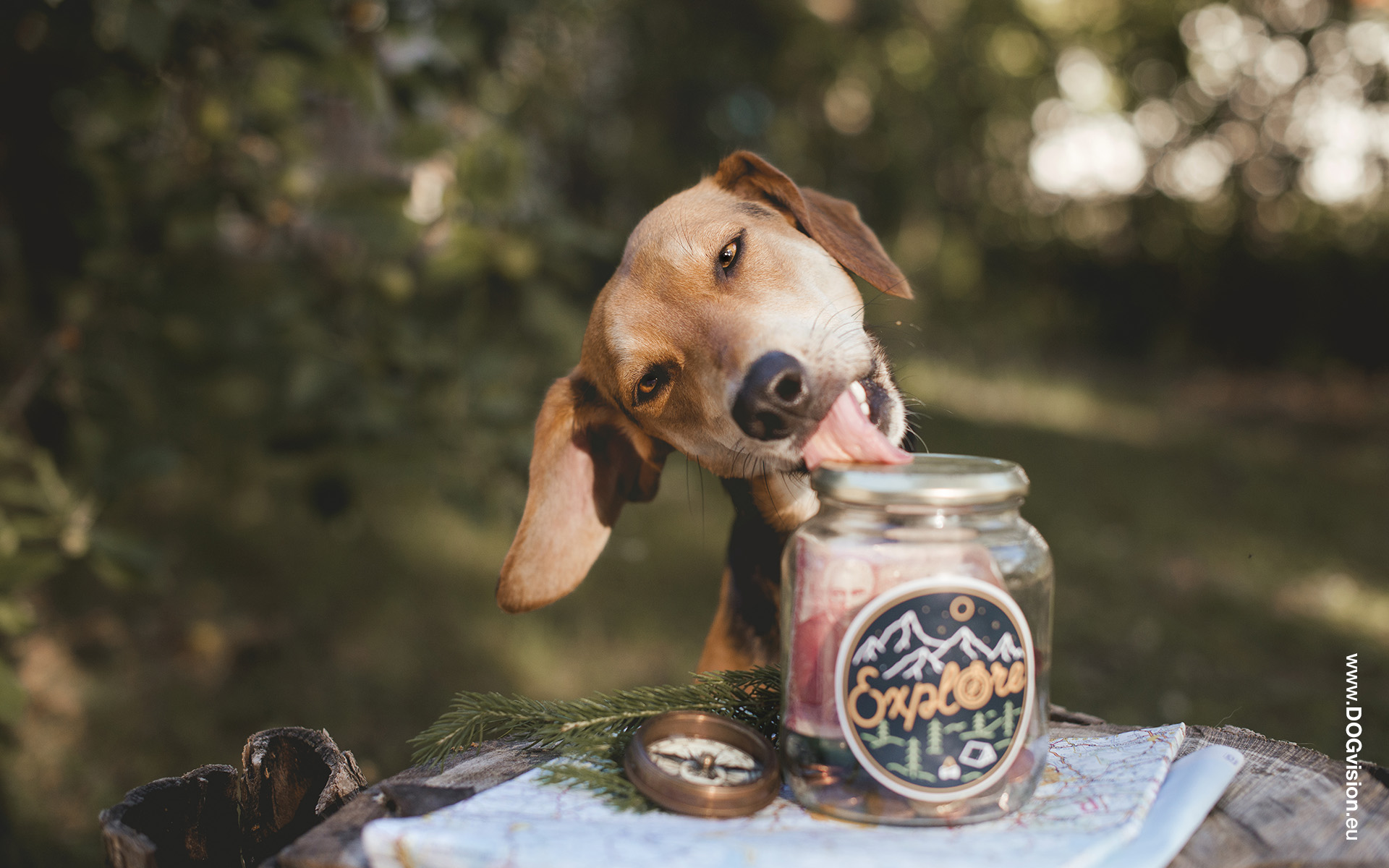 DOGvision – the good dog life photography