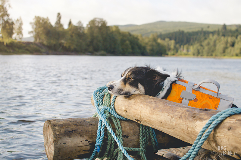 DOGvision | Two days on a timber raft with dogs, Värmland, Sweden, dog ...