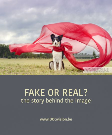 Fake or real? The story behind the image. – DOGvision